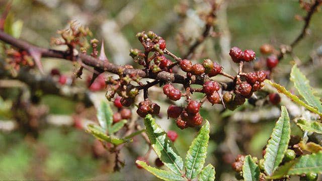 4 Fakta Unik tentang Biji Mala, Yakin Kamu Sudah Tahu? | IDN Times