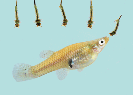 7 Fakta Ikan Cere atau Guppy, Sering Ditemui di Selokan! | IDN Times