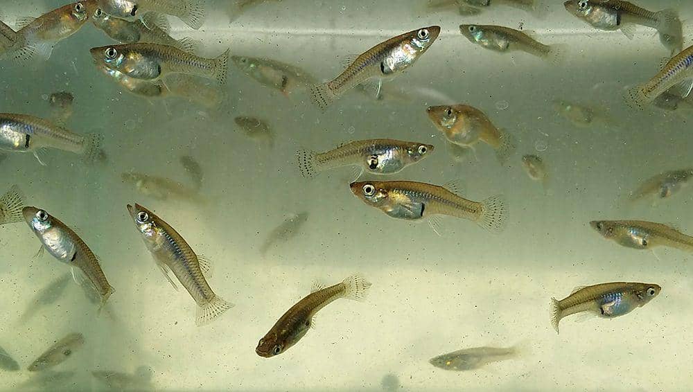 7 Fakta Ikan Cere atau Guppy, Sering Ditemui di Selokan! | IDN Times