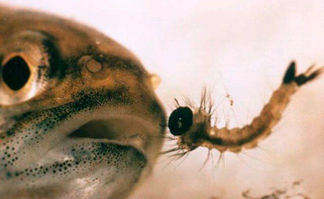 7 Fakta Ikan Cere atau Guppy, Sering Ditemui di Selokan! | IDN Times
