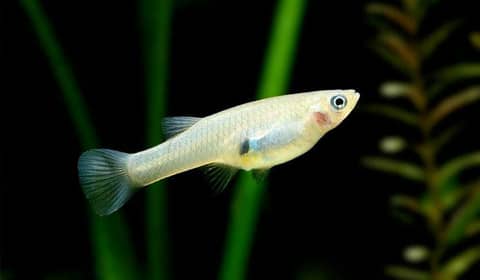 7 Fakta Ikan Cere atau Guppy, Sering Ditemui di Selokan! | IDN Times