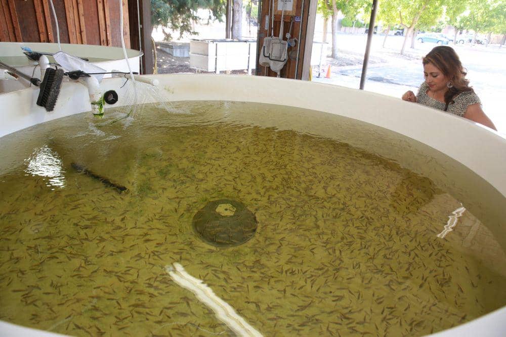 7 Fakta Ikan Cere atau Guppy, Sering Ditemui di Selokan! | IDN Times