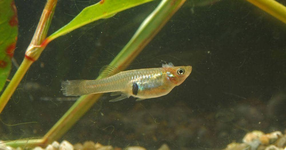 7 Fakta Ikan Cere atau Guppy, Sering Ditemui di Selokan! | IDN Times
