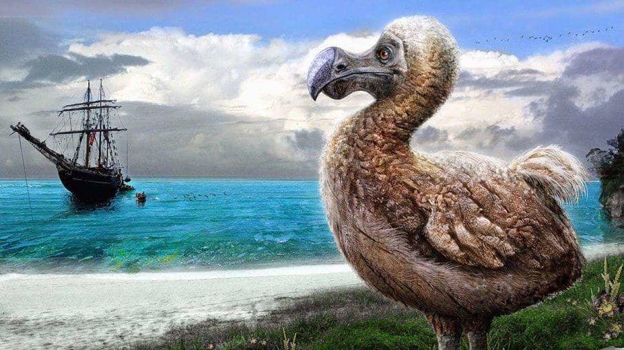 7 Fakta Unik Dodo, Burung Punah Tak Terbang Asal Mauritius | IDN Times