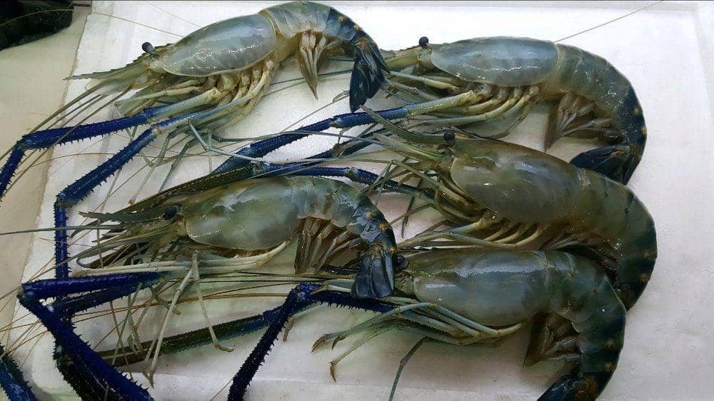 8 Jenis Udang Paling Populer dan Enak di Indonesia | IDN Times