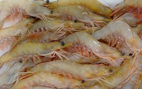 8 Jenis Udang Paling Populer dan Enak di Indonesia | IDN Times