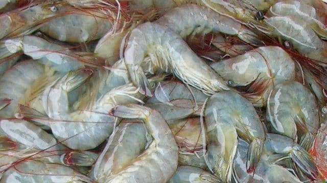 8 Jenis Udang Paling Populer dan Enak di Indonesia | IDN Times