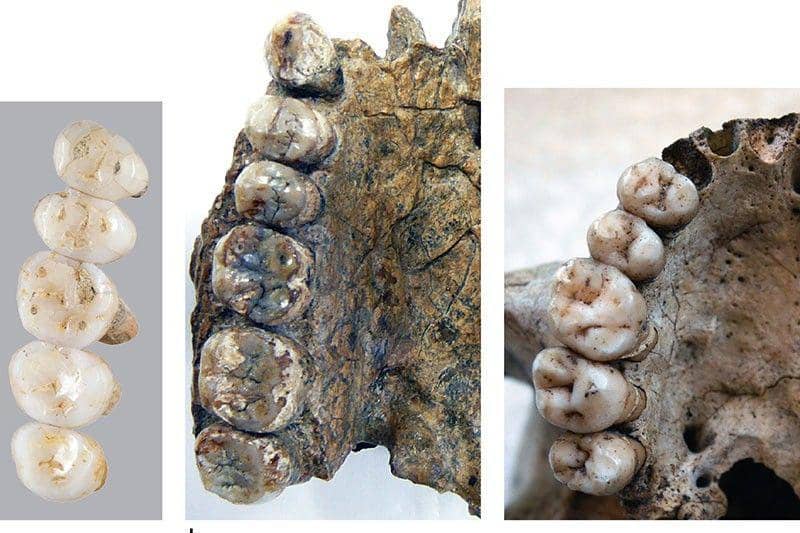 Spesies Manusia Purba Baru, 9 Fakta Menarik Homo luzonensis | IDN Times