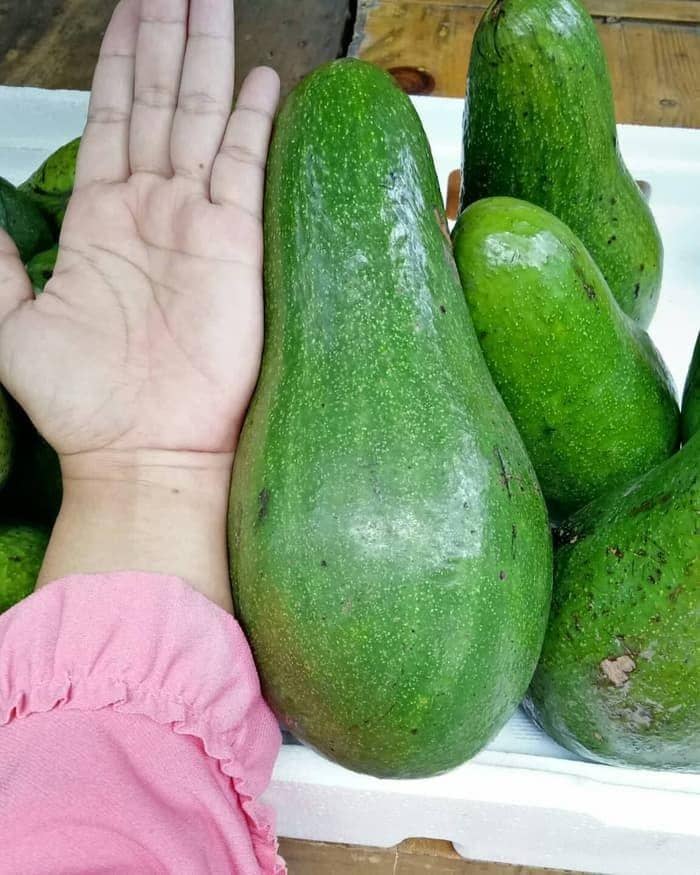 7 Jenis Alpukat Unggulan dengan Rasa Paling Enak, Sudah Coba Semu | IDN ...