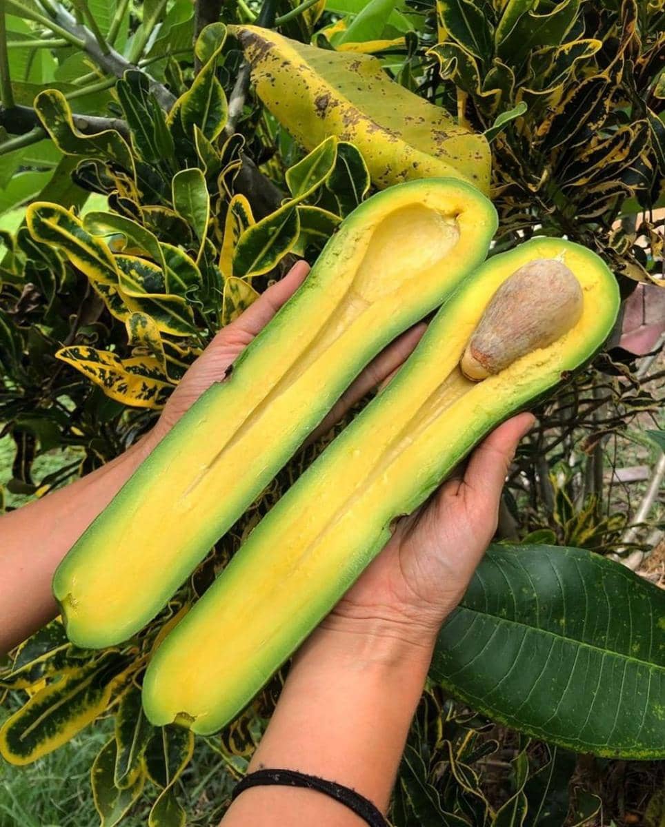 7 Jenis Alpukat Unggulan dengan Rasa Paling Enak, Sudah Coba Semu | IDN ...