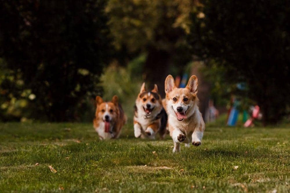 Fakta Corgi, Anjing Imut Berkaki Pendek yang Selalu Ceria | IDN Times