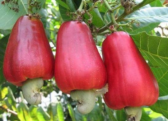 5 Jenis Buah Jambu yang Ditemukan di Indonesia, Apa Bedanya? | IDN Times