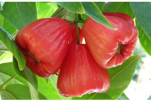 5 Jenis Buah Jambu yang Ditemukan di Indonesia, Apa Bedanya? | IDN Times