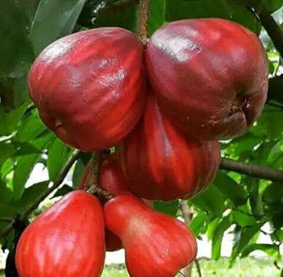 5 Jenis Buah Jambu yang Ditemukan di Indonesia, Apa Bedanya? | IDN Times