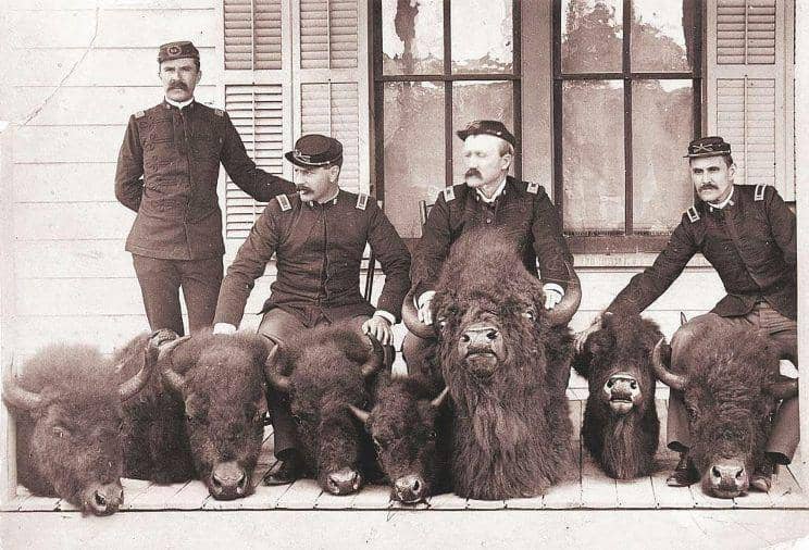 5 Fakta Bison, Mamalia Terbesar yang Jadi Simbol Amerika Serikat | IDN ...