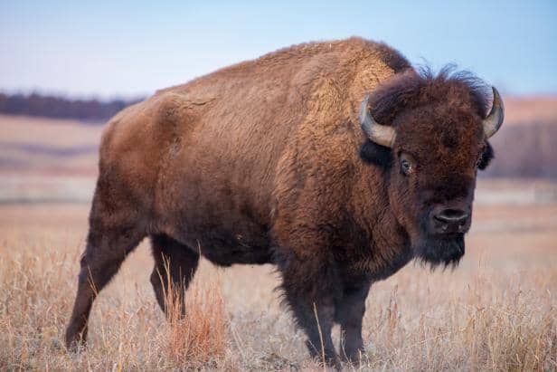 5 Fakta Bison, Mamalia Terbesar yang Jadi Simbol Amerika Serikat | IDN ...