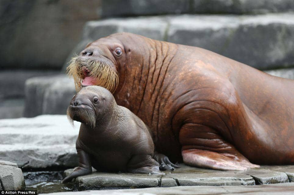 12 Hewan dengan Waktu Kehamilan Paling Lama, Ada yang Sampai 3,5 | IDN ...