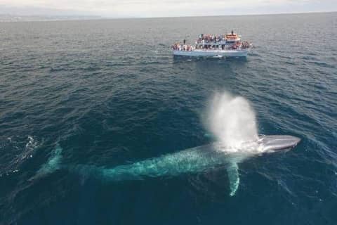 15 Hewan Terbesar Menurut Jenisnya, Ukurannya Bikin Takjub! | IDN Times