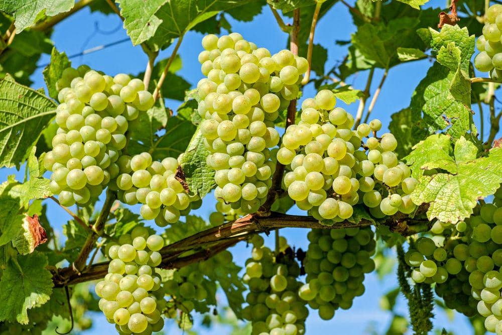 6 Fakta Anggur Muscat sebagai Anggur Termanis di Dunia | IDN Times