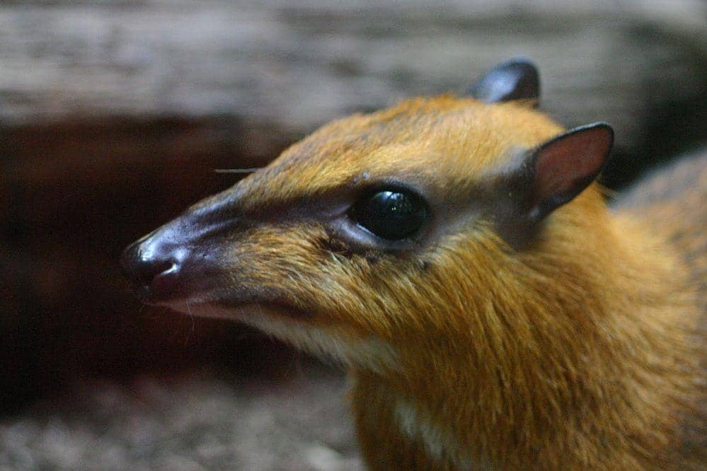7 Fakta Menarik Pelanduk, Hewan Unik Mirip Campuran Tikus dan Rus | IDN ...