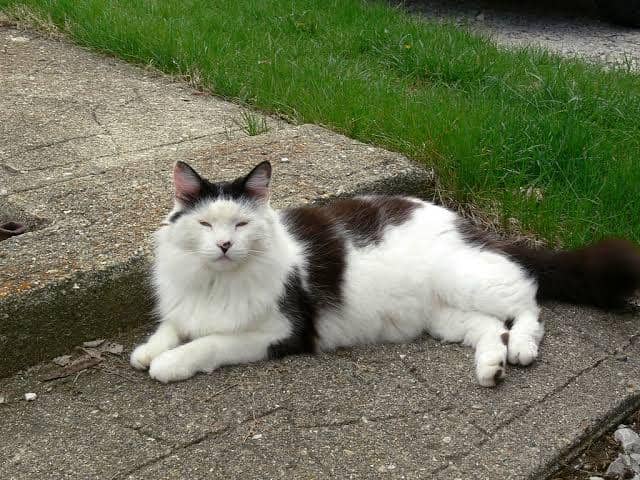 Kucing 101: Kenali Turkish Van, Jenis Kucing yang Ramah dan Manja | IDN ...