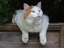 Kucing 101: Kenali Turkish Van, Jenis Kucing yang Ramah dan Manja | IDN ...