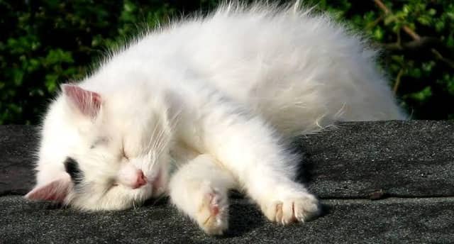 Kucing 101: Kenali Turkish Van, Jenis Kucing yang Ramah dan Manja | IDN ...