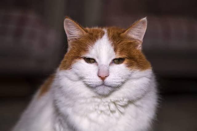 Kucing 101: Kenali Turkish Van, Jenis Kucing yang Ramah dan Manja | IDN ...