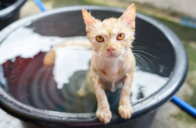 7 Cara Memandikan Kucing yang Benar, Dijamin Tidak Berontak! | IDN Times