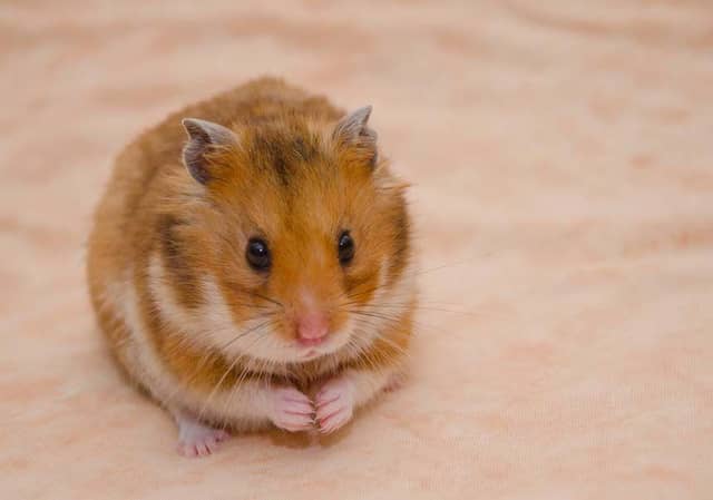 7 Penyakit Paling Umum Ditemui pada Hamster, Segera Obati | IDN Times