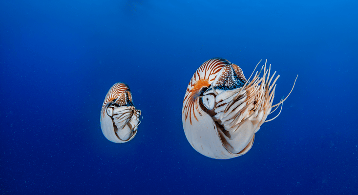 7 Fakta Unik Nautilus, Hewan Prasejarah yang Berkerabat dengan G | IDN ...