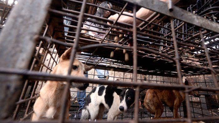 Pasar Jaya DKI Akui Ada Penjual Daging Anjing di Pasar Senen | IDN Times