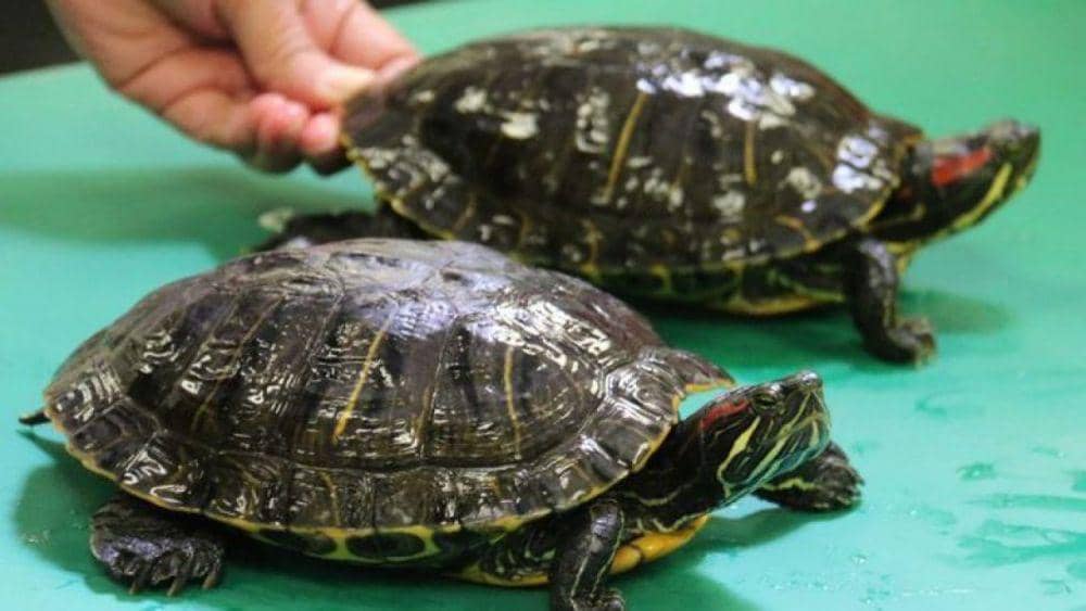 Perbedaan Penyu dan Kura-Kura, Mana yang Dilindungi UU? | IDN Times Bali