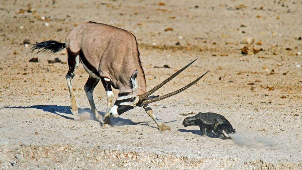 10 Fakta Menarik Honey Badger, Binatang yang Tidak Mengenal Rasa | IDN ...