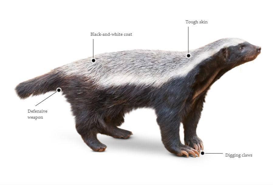 10 Fakta Menarik Honey Badger, Binatang yang Tidak Mengenal Rasa | IDN ...