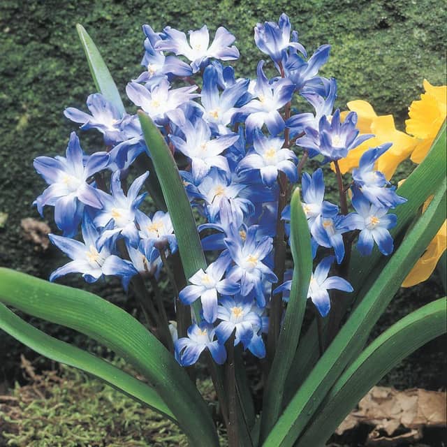 10 Jenis Bunga Warna Biru Ini Bisa Jadi Primadona di Taman Rumah | IDN ...