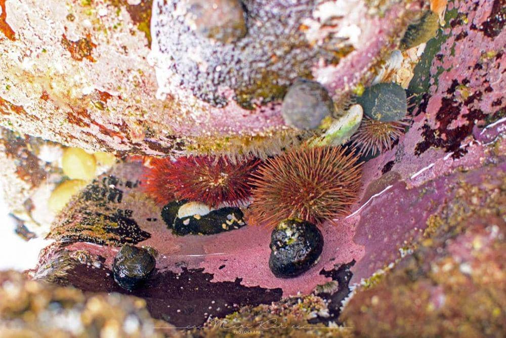 5 Hal yang Perlu Kamu Ketahui Tentang Bulu Babi, Unik tapi Menger | IDN ...