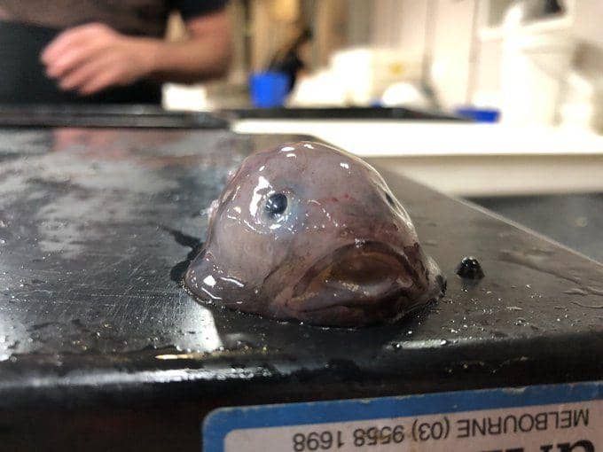 11 Fakta Menarik Ikan Blobfish, Hewan "Terjelek" Berwajah Alien | IDN Times