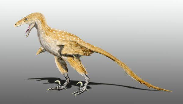 Selain Velociraptor, Ini 5 Dinosaurus Raptor yang Perlu Kamu Tahu | IDN ...