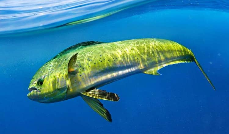 5 Fakta Ikan Lemadang, Si Unik yang Hidup di Perairan Laut Dangka | IDN ...