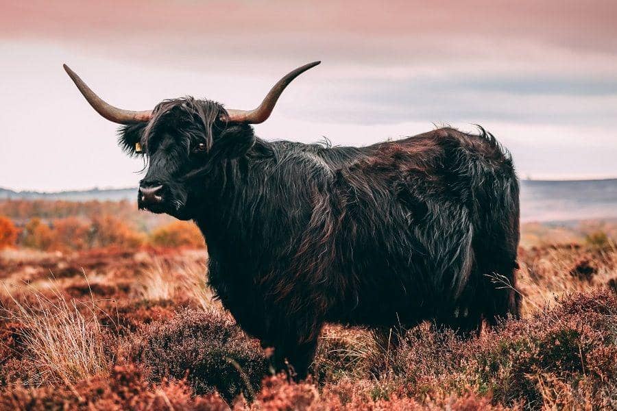 Mengenal Sapi Highland, Ternak Unik Berambut Fluffy Asal Skotland | IDN ...