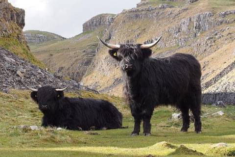 Mengenal Sapi Highland, Ternak Unik Berambut Fluffy Asal Skotland | IDN ...