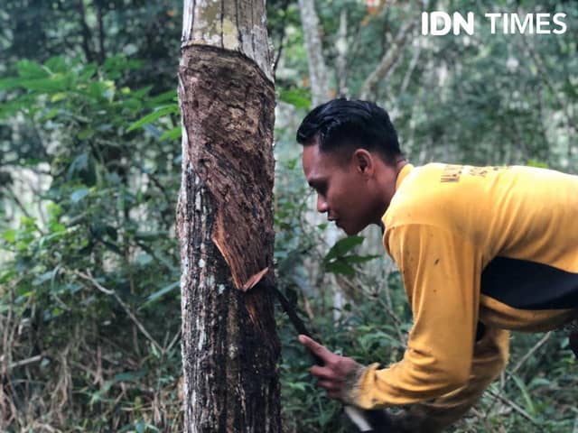 Harga Karet Asal Sumsel Tembus Rp40 Ribu per Kilo Awal Pekan Ini! | IDN ...