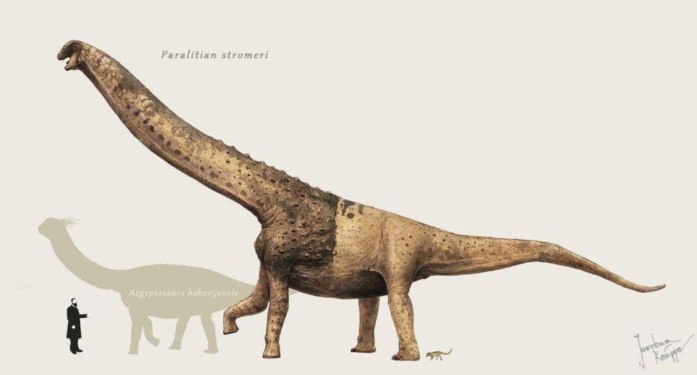 7 Dinosaurus Terbesar Sepanjang Sejarah, Ada yang Tingginya 21 Me | IDN ...