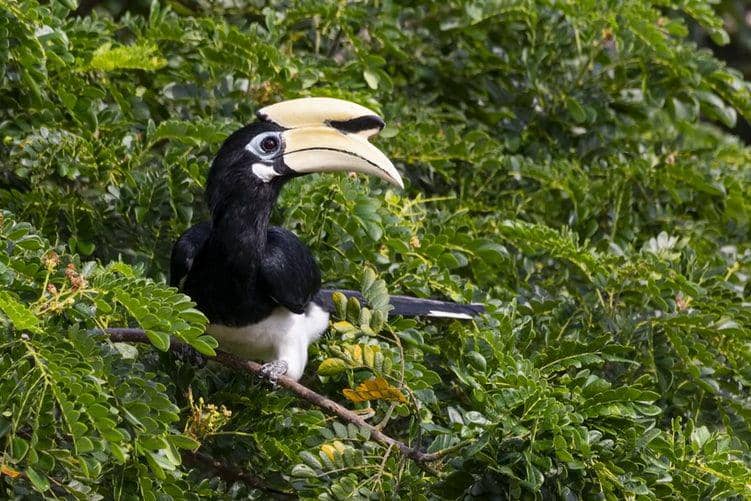 5 Fakta tentang Burung Enggang, Si Paruh Besar yang Terancam Puna | IDN ...