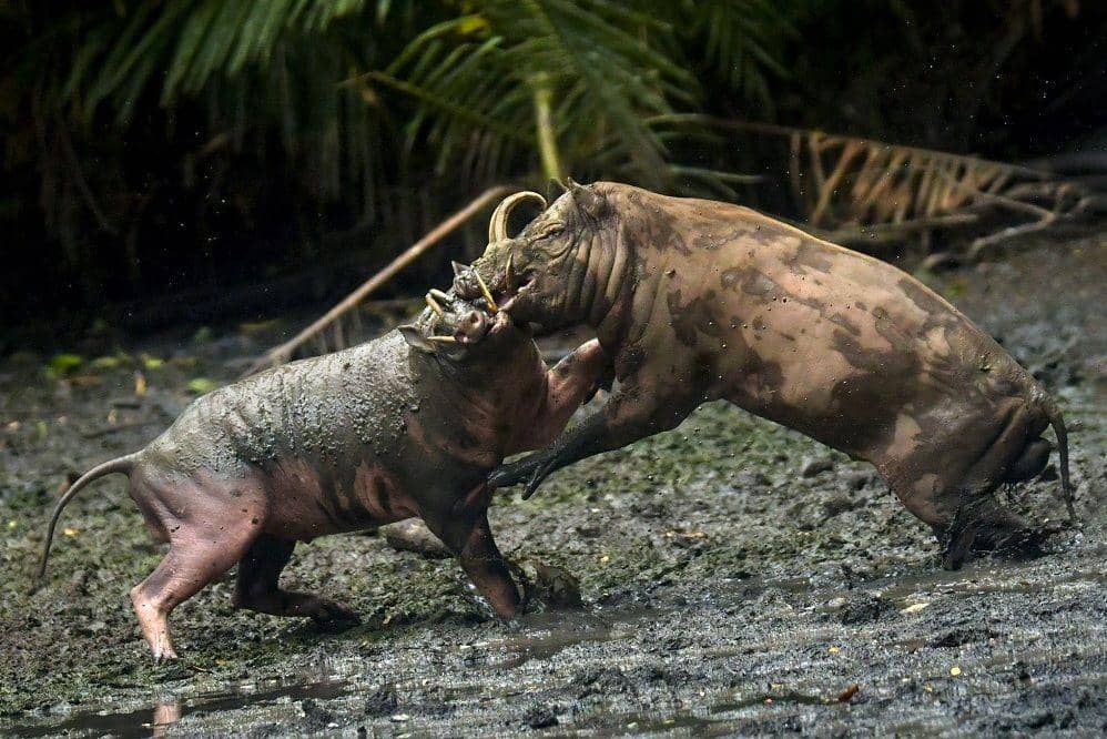 Bukan Babi Biasa, Ini 7 Fakta Menarik Babi Rusa yang Kian Langka | IDN ...