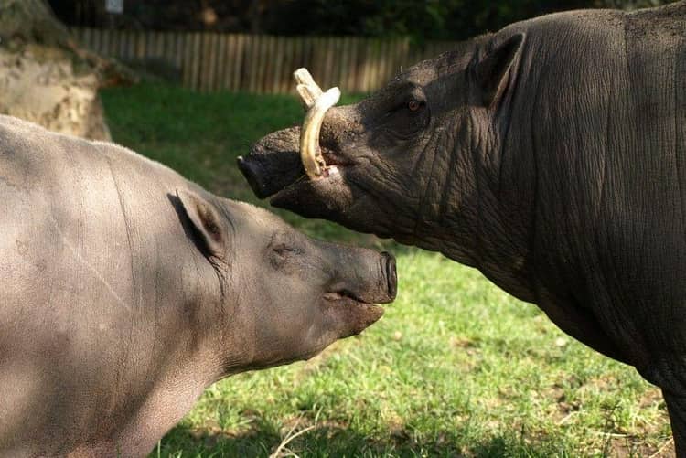 Bukan Babi Biasa, Ini 7 Fakta Menarik Babi Rusa yang Kian Langka | IDN ...