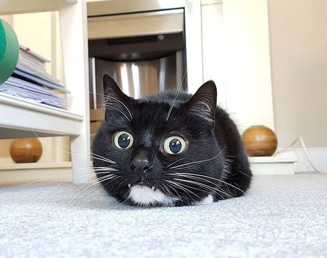 Kenapa Kucing Suka Menggigit Tangan dan Kaki Kita? Berikut Alasannya ...