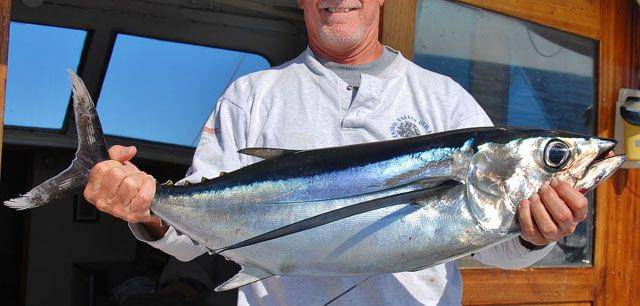 5 Jenis Ikan Tuna yang Paling Banyak Dikonsumsi, Kamu Harus Tahu | IDN ...