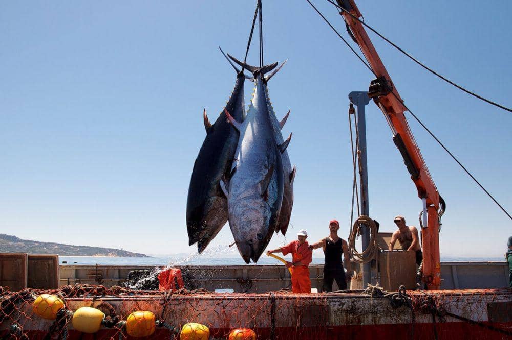 5 Jenis Ikan Tuna yang Paling Banyak Dikonsumsi, Kamu Harus Tahu | IDN ...